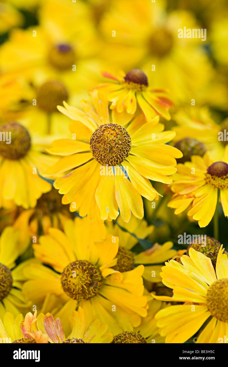 a yellow helenium of helens flower head blooming in the uk Stock Photo ...