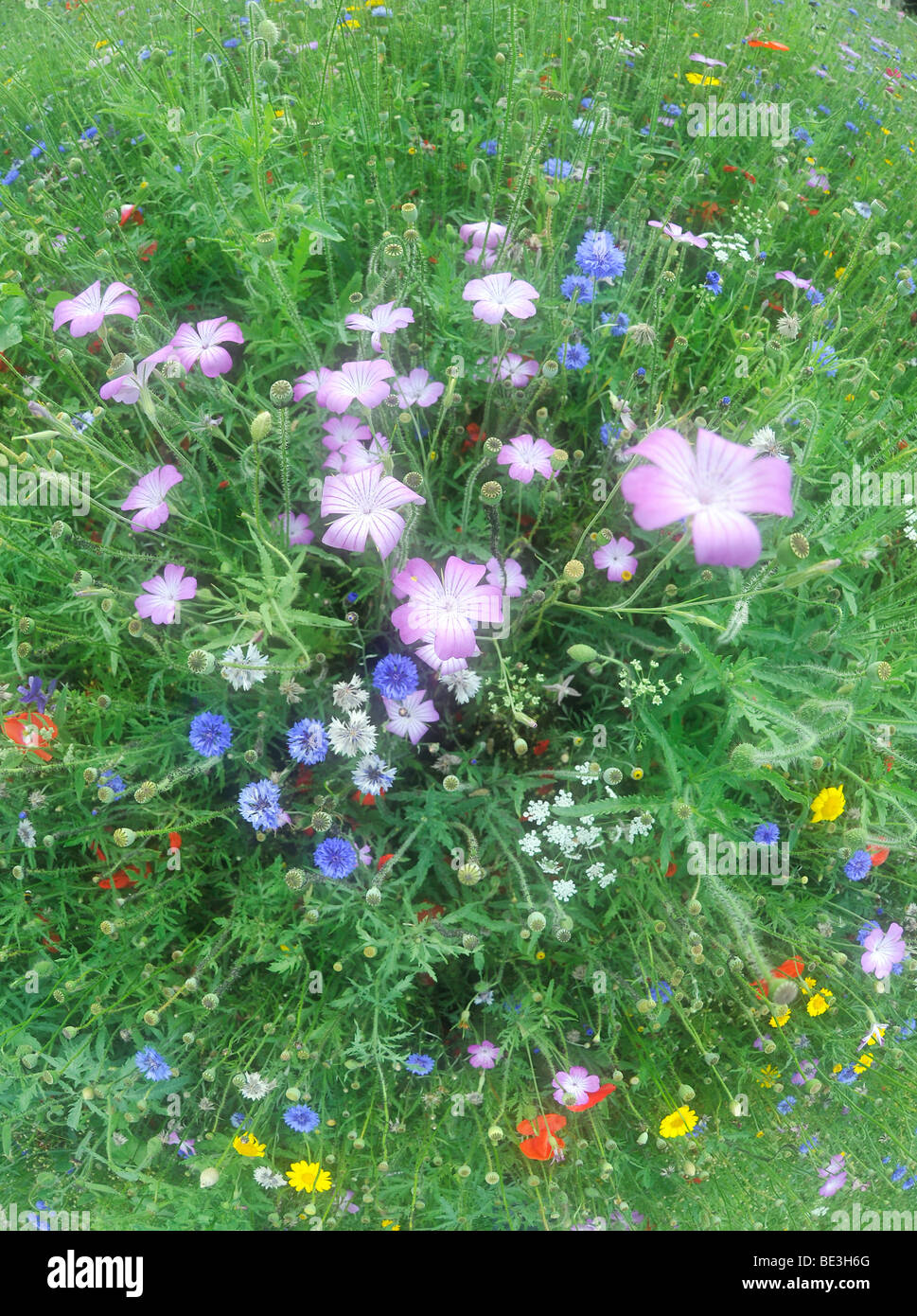 Summer meadow, Poppies (Papaver rhoeas), Cornflowers (Centaurea cyanus ...