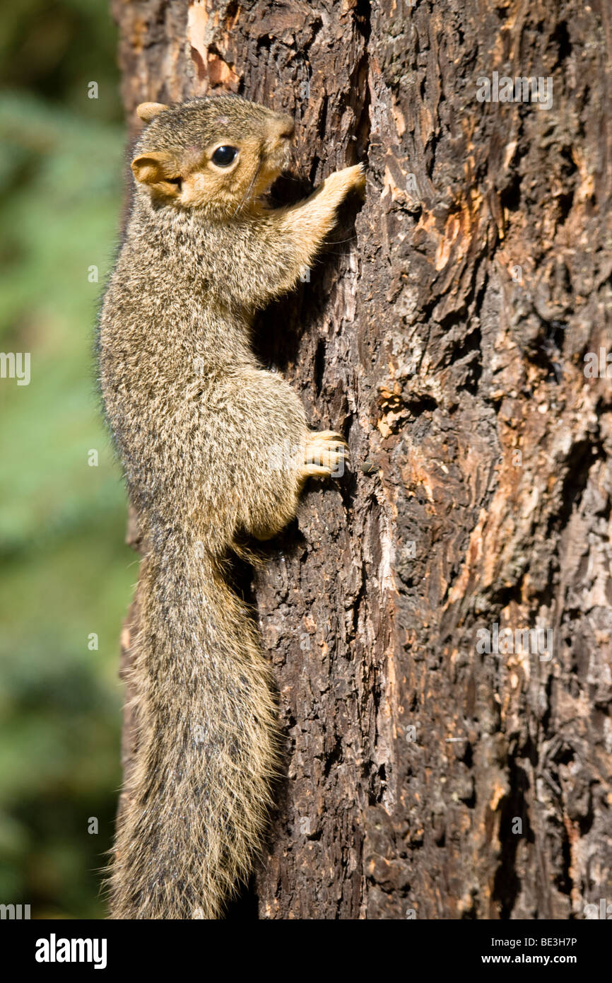 Grey squirrel climbing in Hoyt Arboretum, Portland, Oregon, USA Stock ...