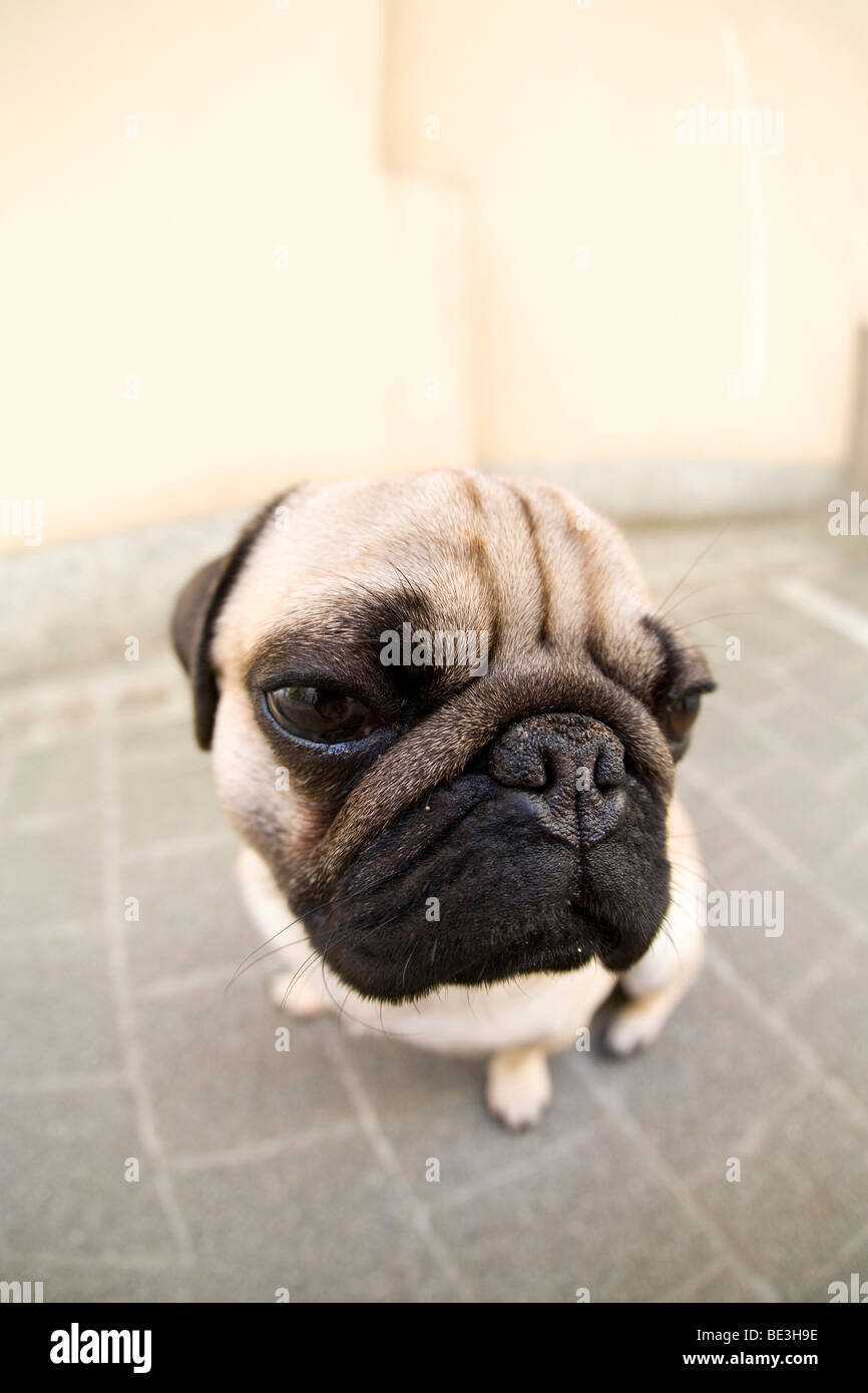 Young pug, portrait, fisheye shot Stock Photo - Alamy