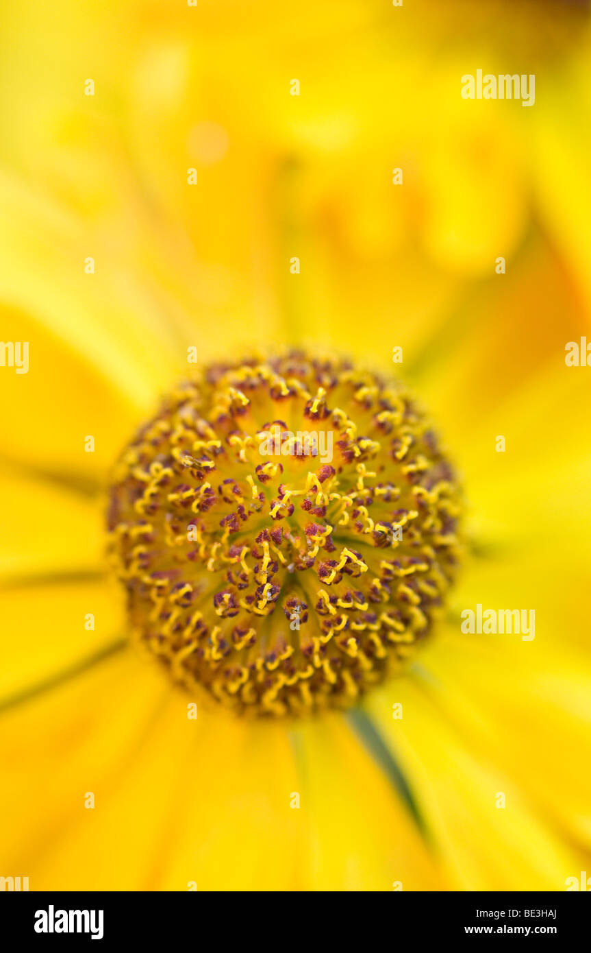 a yellow helenium of helens flower head blooming in the uk Stock Photo ...