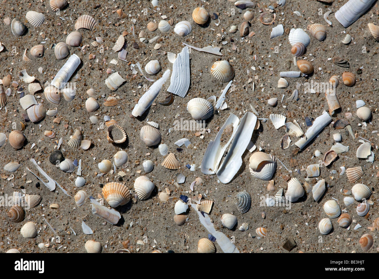 Washed shells hi-res stock photography and images - Alamy