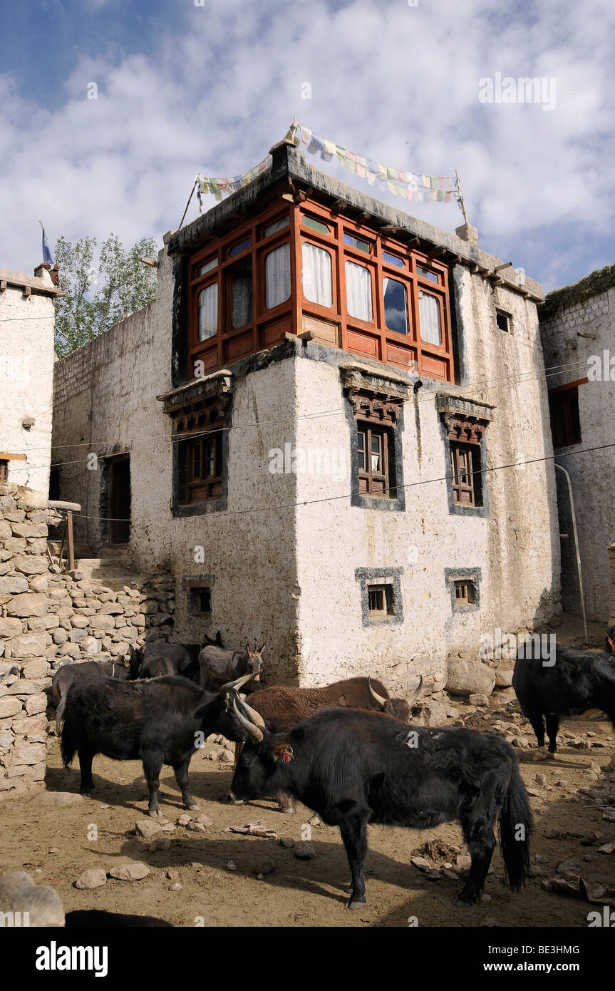 Dzo, hybrids of yak and cattle, in front of a traditional farmhouse ...