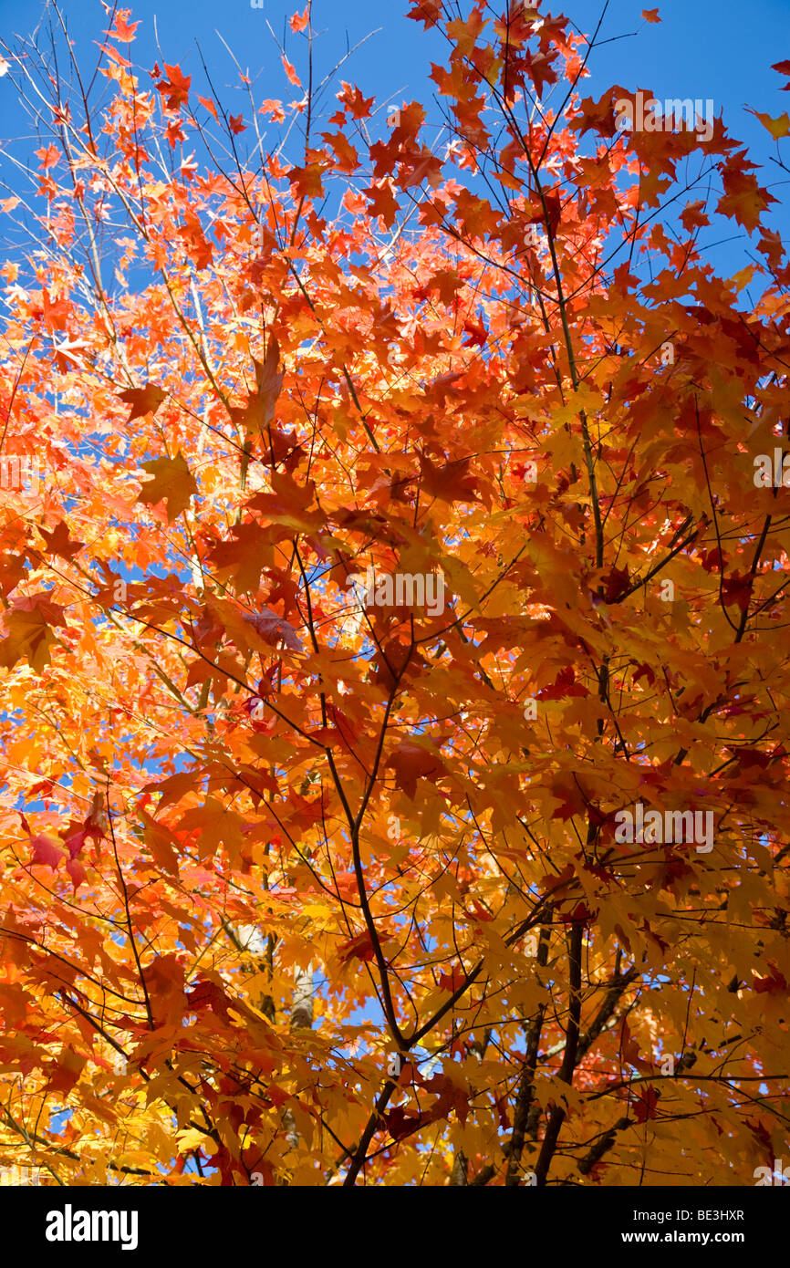 Fall color in Hoyt Arboretum, Portland, Oregon, USA Stock Photo - Alamy