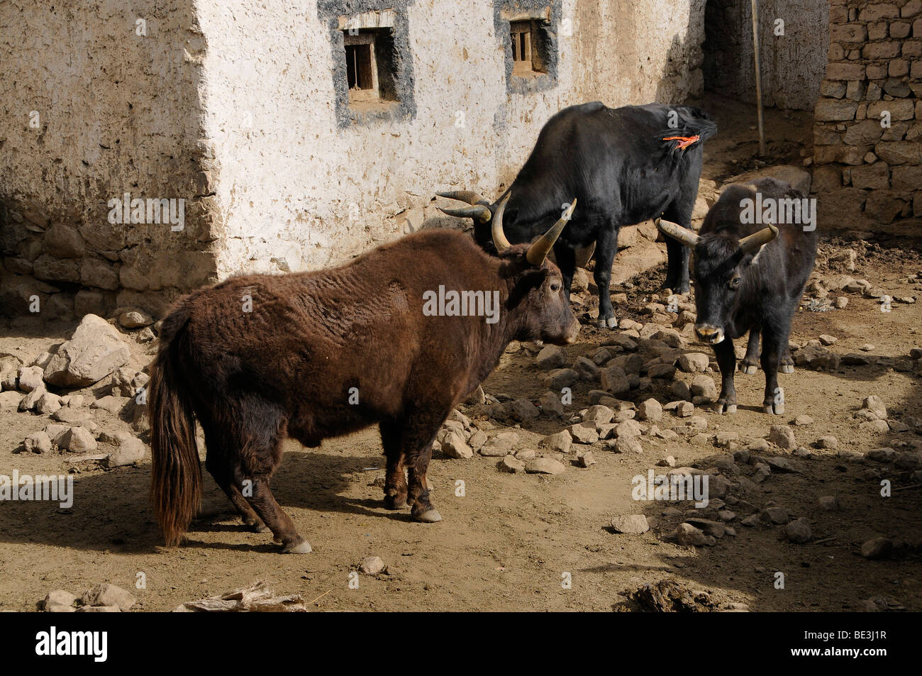 Dzo, hybrids of yak and cattle, in front of a traditional farmhouse ...