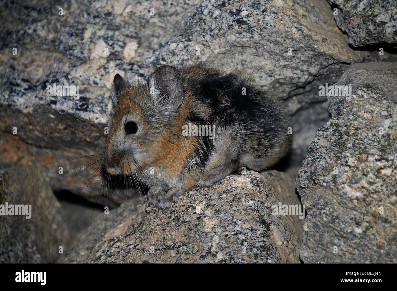 Ladakh Pika High Resolution Stock Photography and Images - Alamy