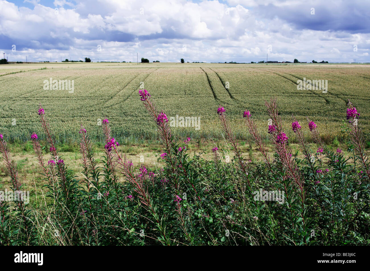 crops growing in a field Stock Photo - Alamy