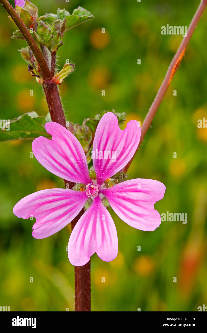 Common mallow in flower hi-res stock photography and images - Alamy