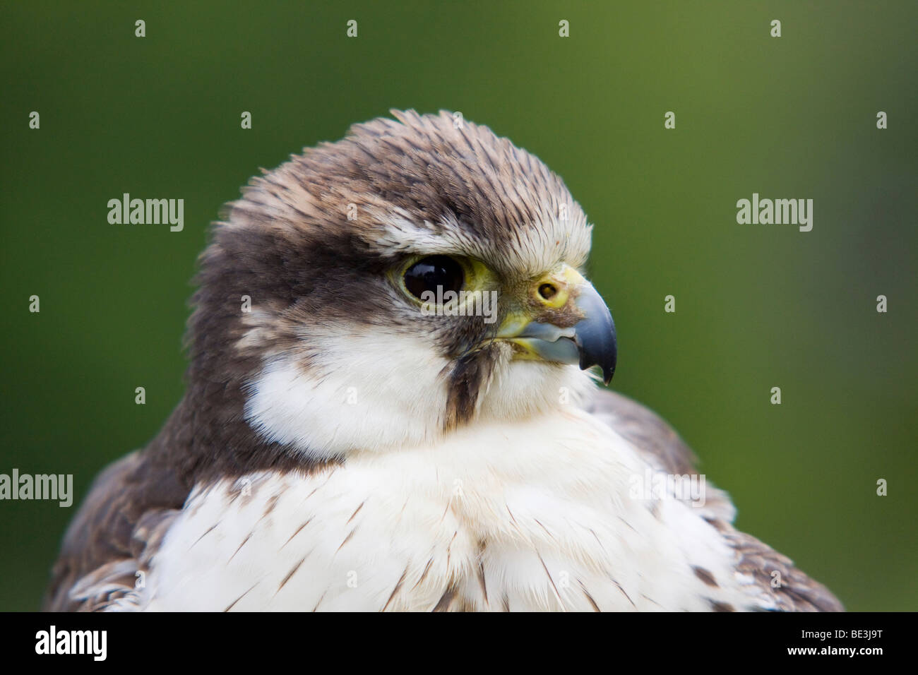 Laggar Falcon (Falco jugger), portrait, wildlife park, Daun ...