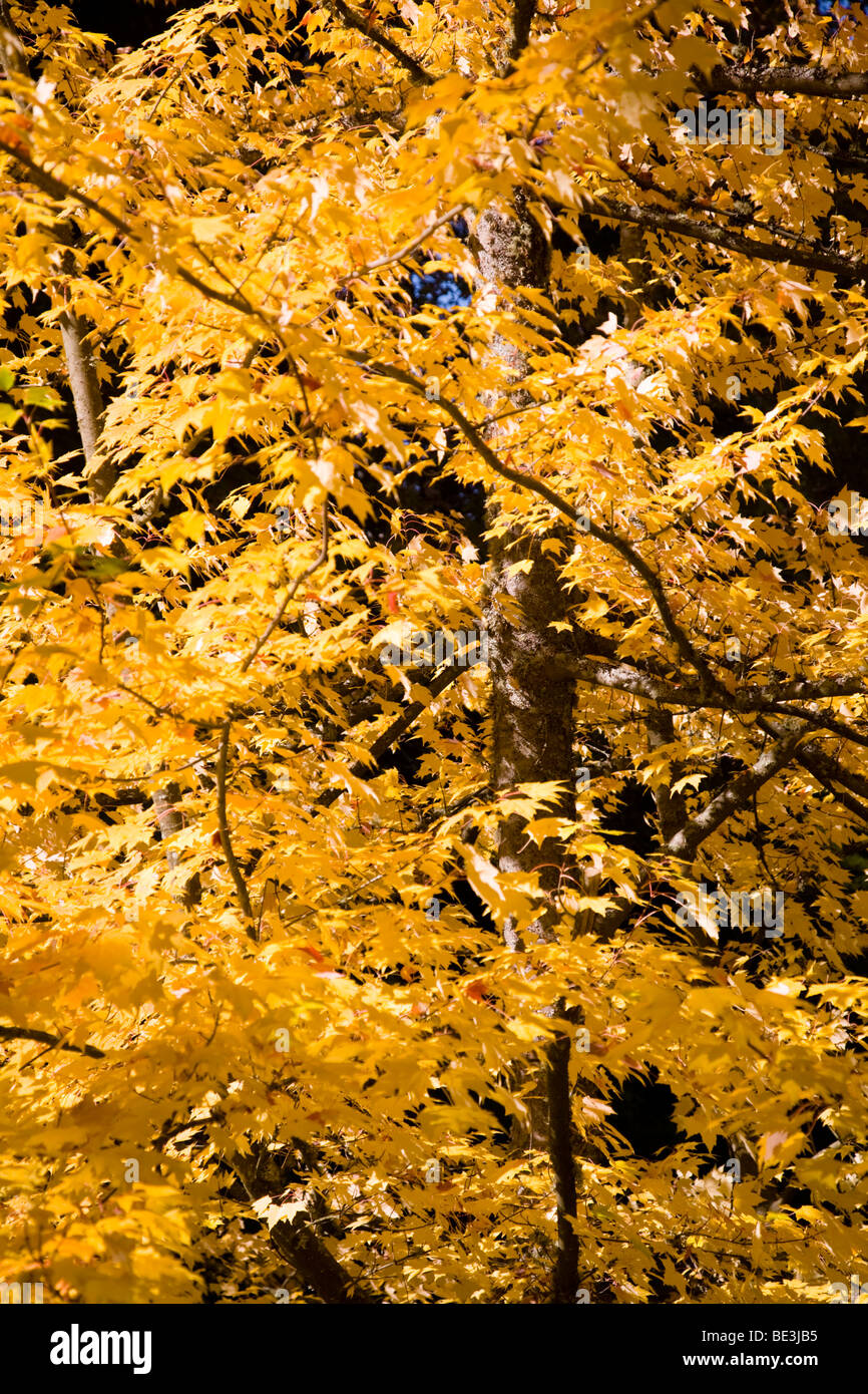 Fall color in Hoyt Arboretum, Portland, Oregon, USA Stock Photo - Alamy