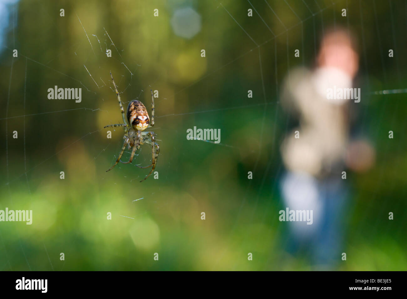 Orb weaver spider walking hi-res stock photography and images - Alamy