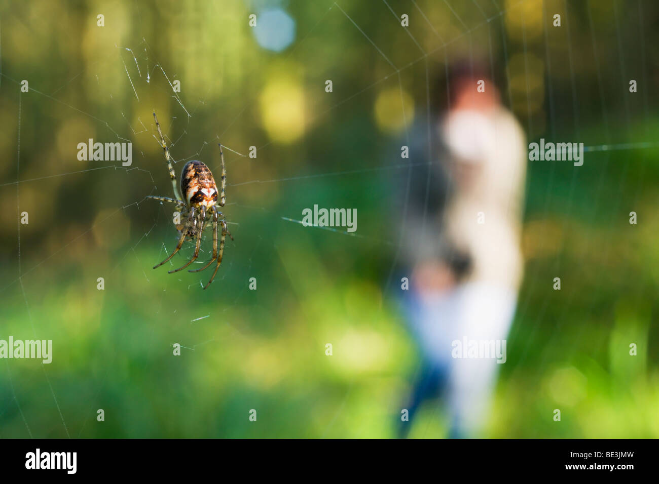 Orb weaver spiders hi-res stock photography and images - Alamy