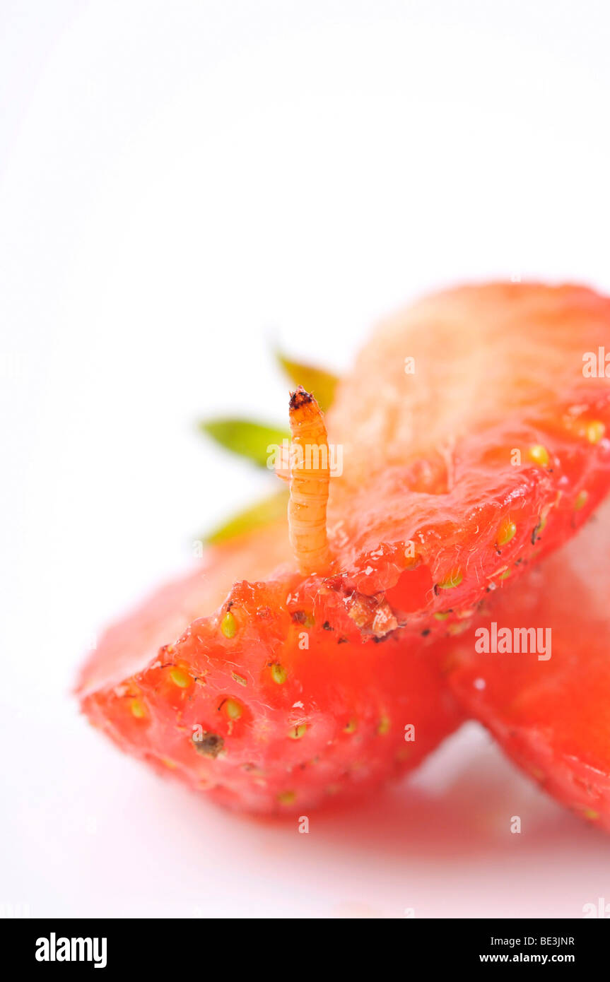Strawberry with worm Stock Photo - Alamy