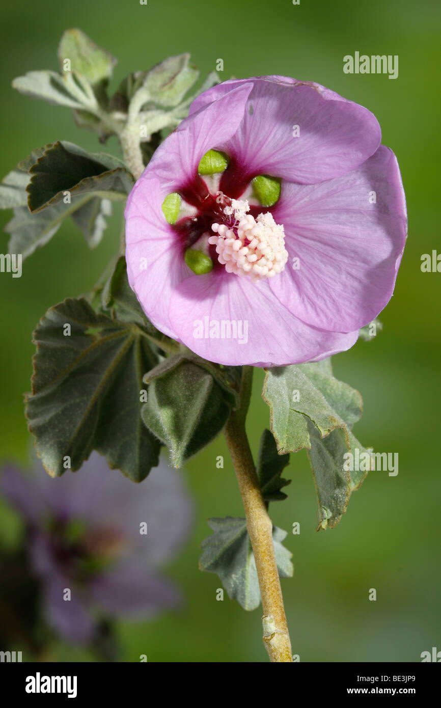 Mallow, Lavatera maritima. Alicante, Spain Stock Photo - Alamy