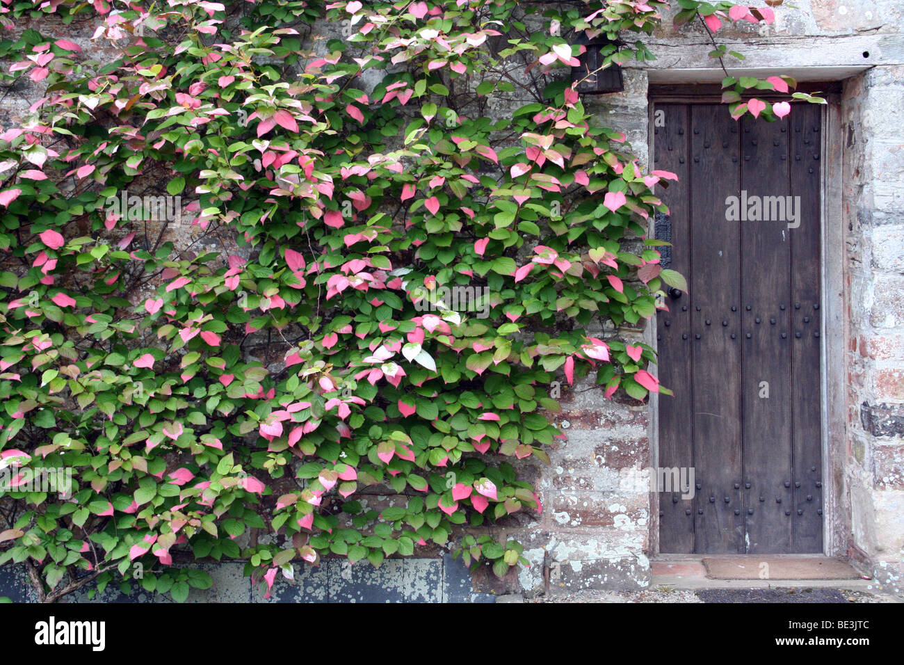 Bright foliage wall climber Stock Photo - Alamy