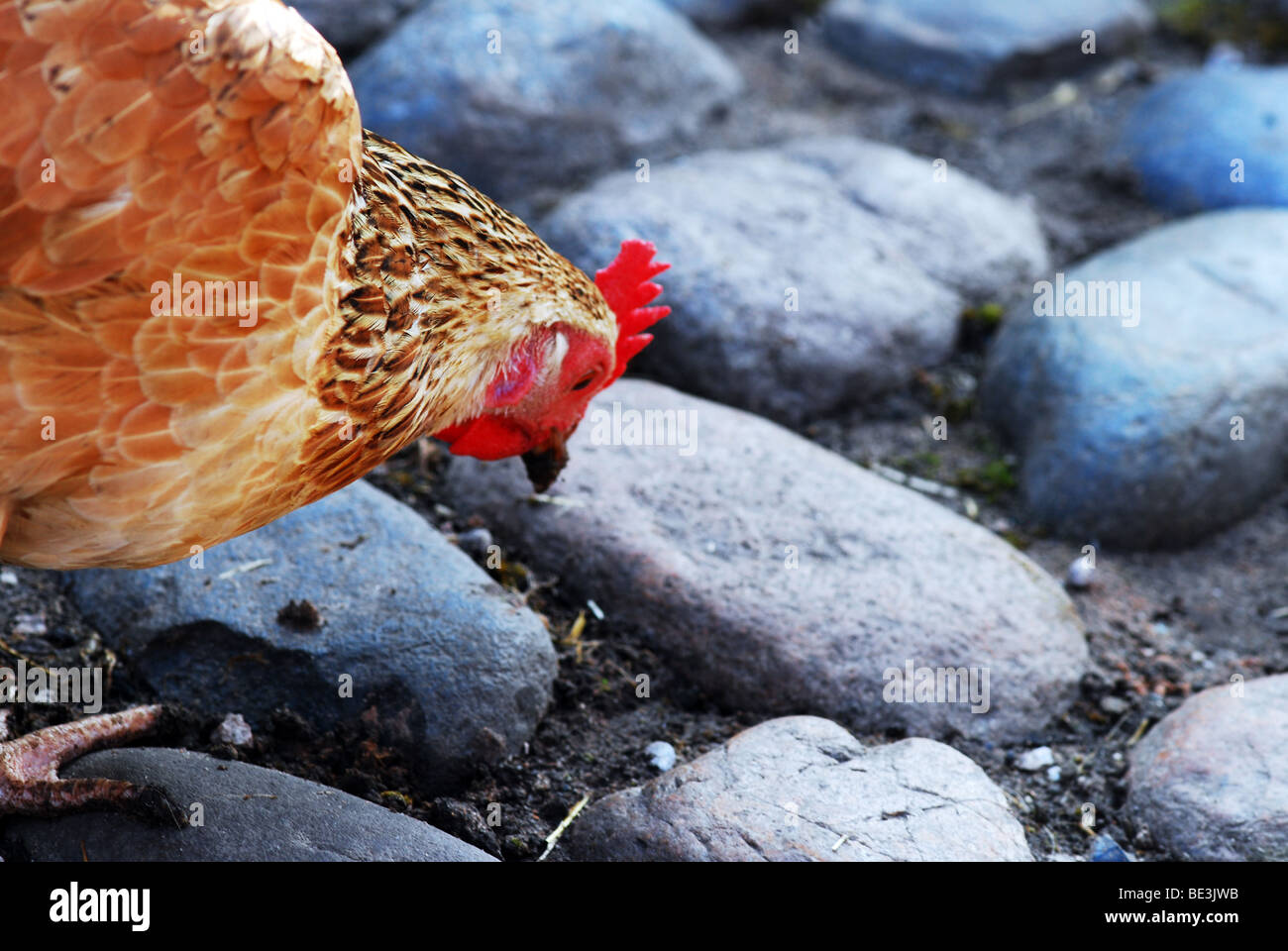 Scratching chick at its head hi-res stock photography and images - Alamy