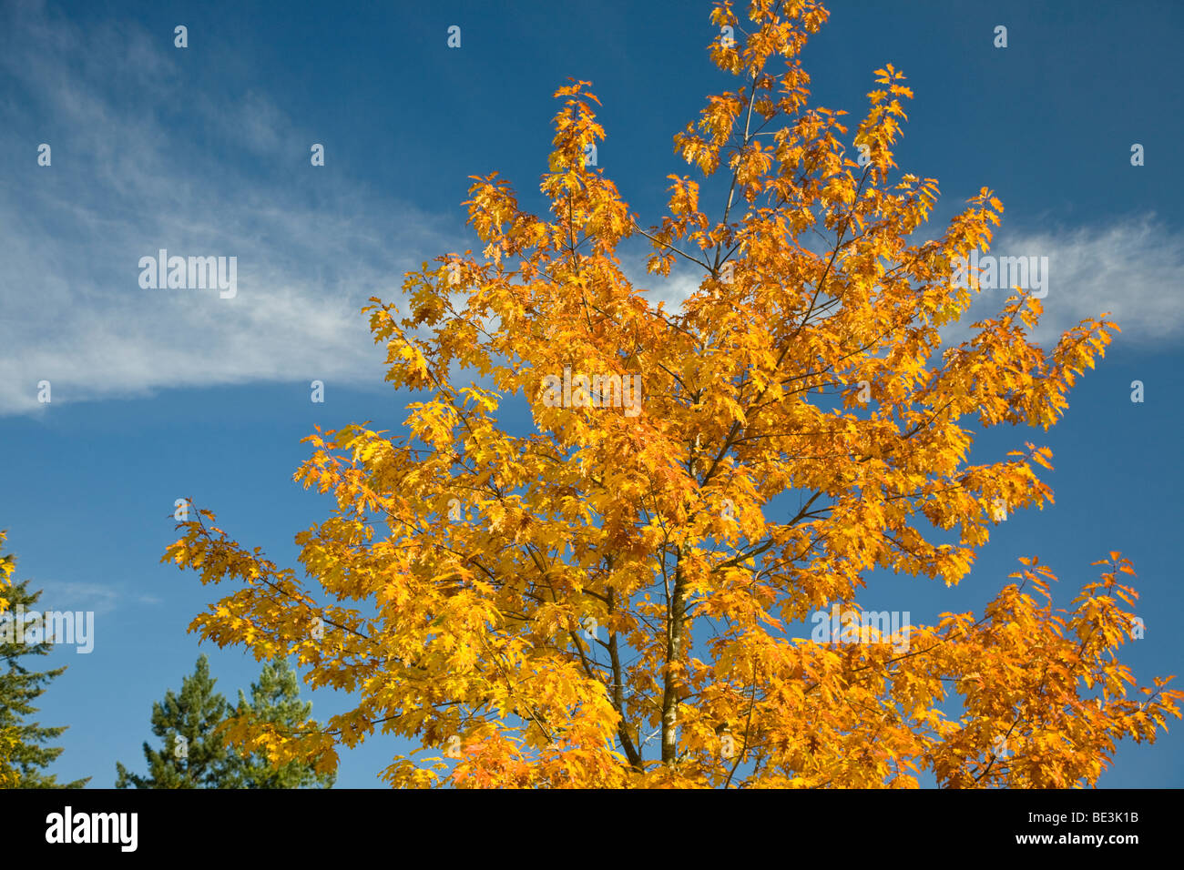 Fall color in Hoyt Arboretum, Portland, Oregon, USA Stock Photo - Alamy