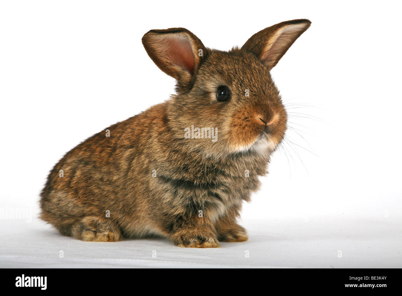 Young rabbit wildlife hi-res stock photography and images - Alamy
