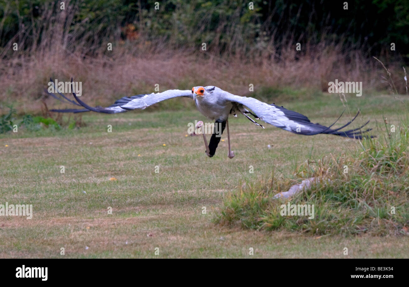 Secretary Bird (saggitarius serpentarius) in flight Stock Photo - Alamy