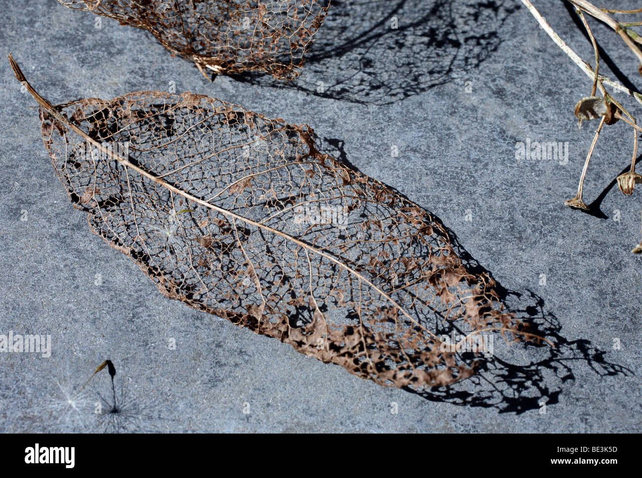 skeleton of a leaf and seed heads on grey slate Stock Photo - Alamy