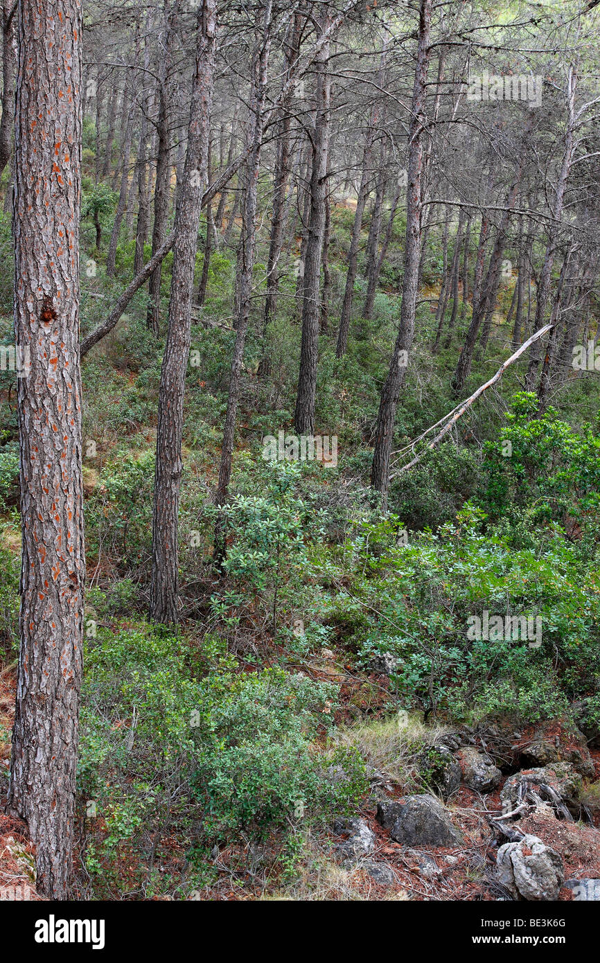 Aleppo pine forest, Pinus halepensis. Alicante, Spain Stock Photo - Alamy