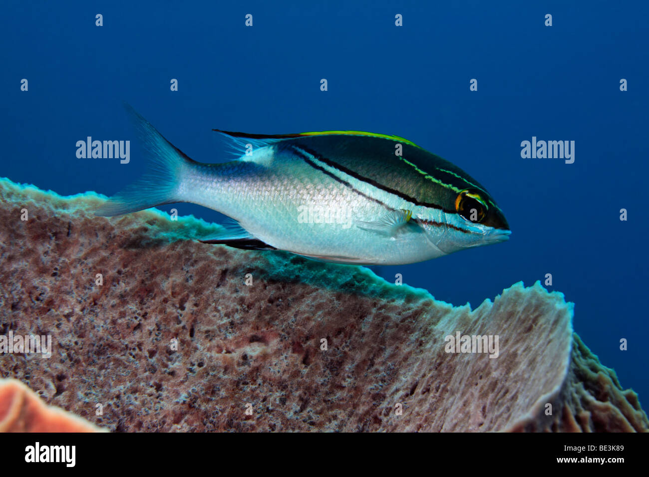 Two-lined monocle bream (Sclopsis bilineata) above a big sponge, Kuda ...