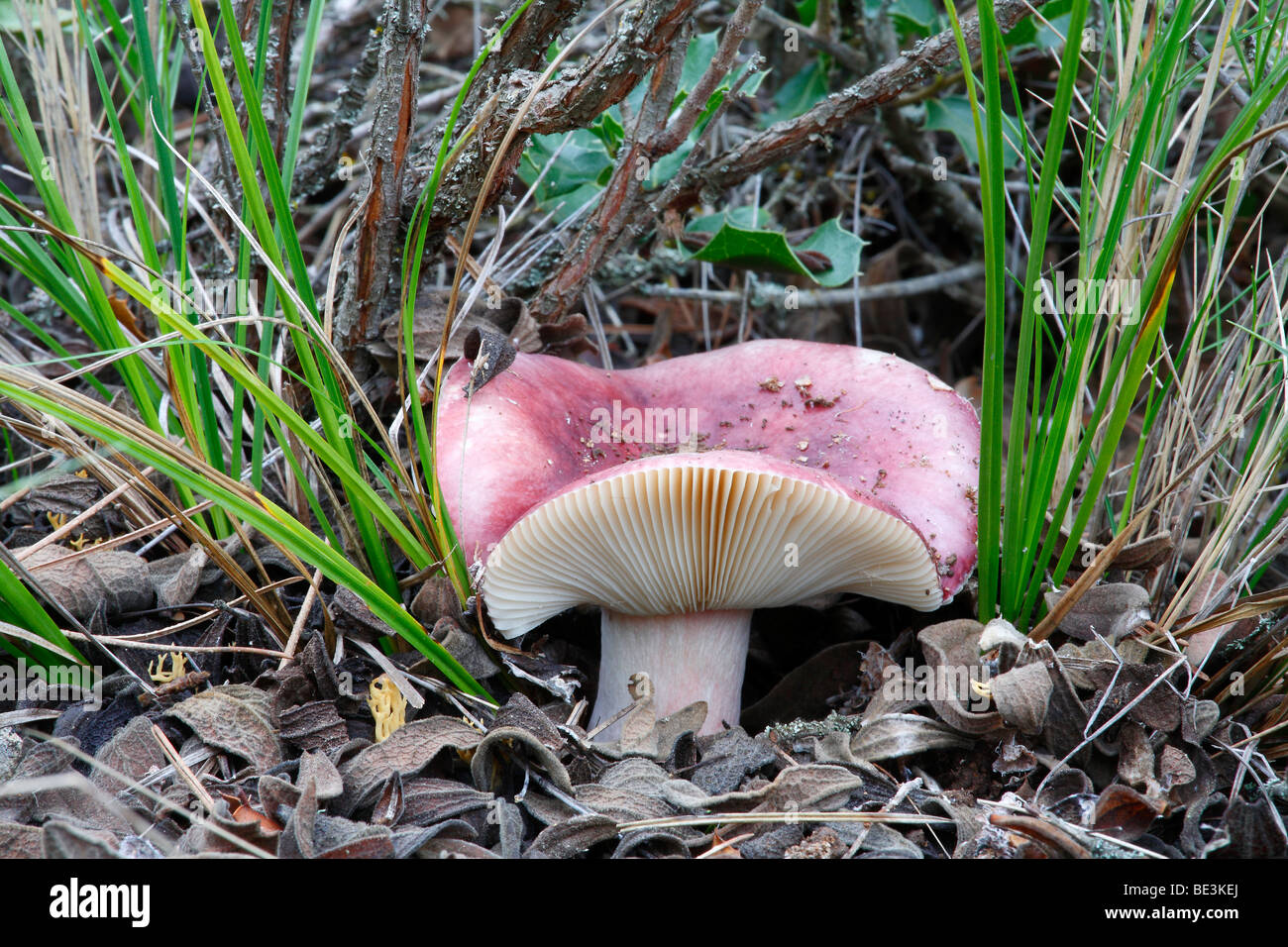 Russula Sp High Resolution Stock Photography and Images - Alamy