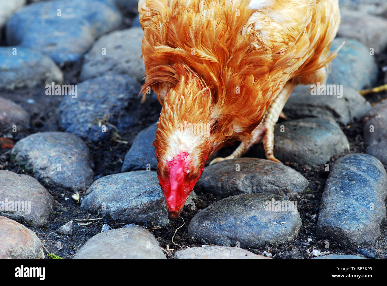 Scratching chick at its head hi-res stock photography and images - Alamy