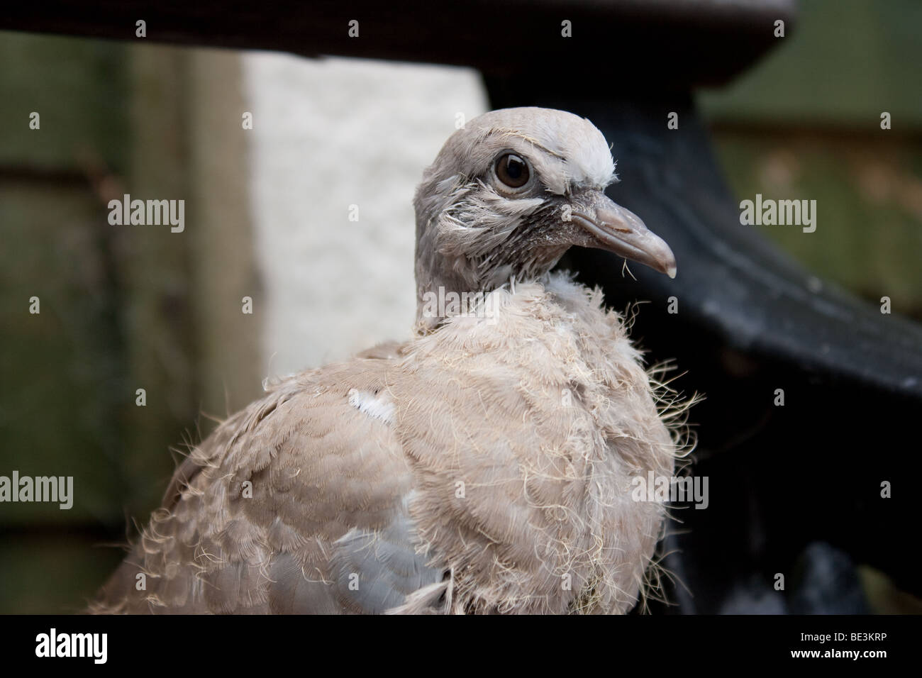 Collared dove chick hi-res stock photography and images - Alamy