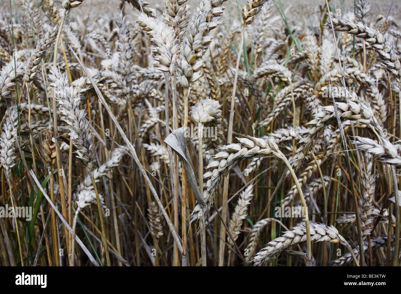 crops growing in a field Stock Photo - Alamy