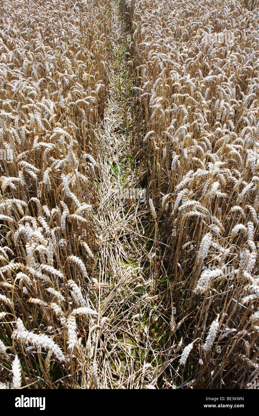 crops growing in a field Stock Photo - Alamy