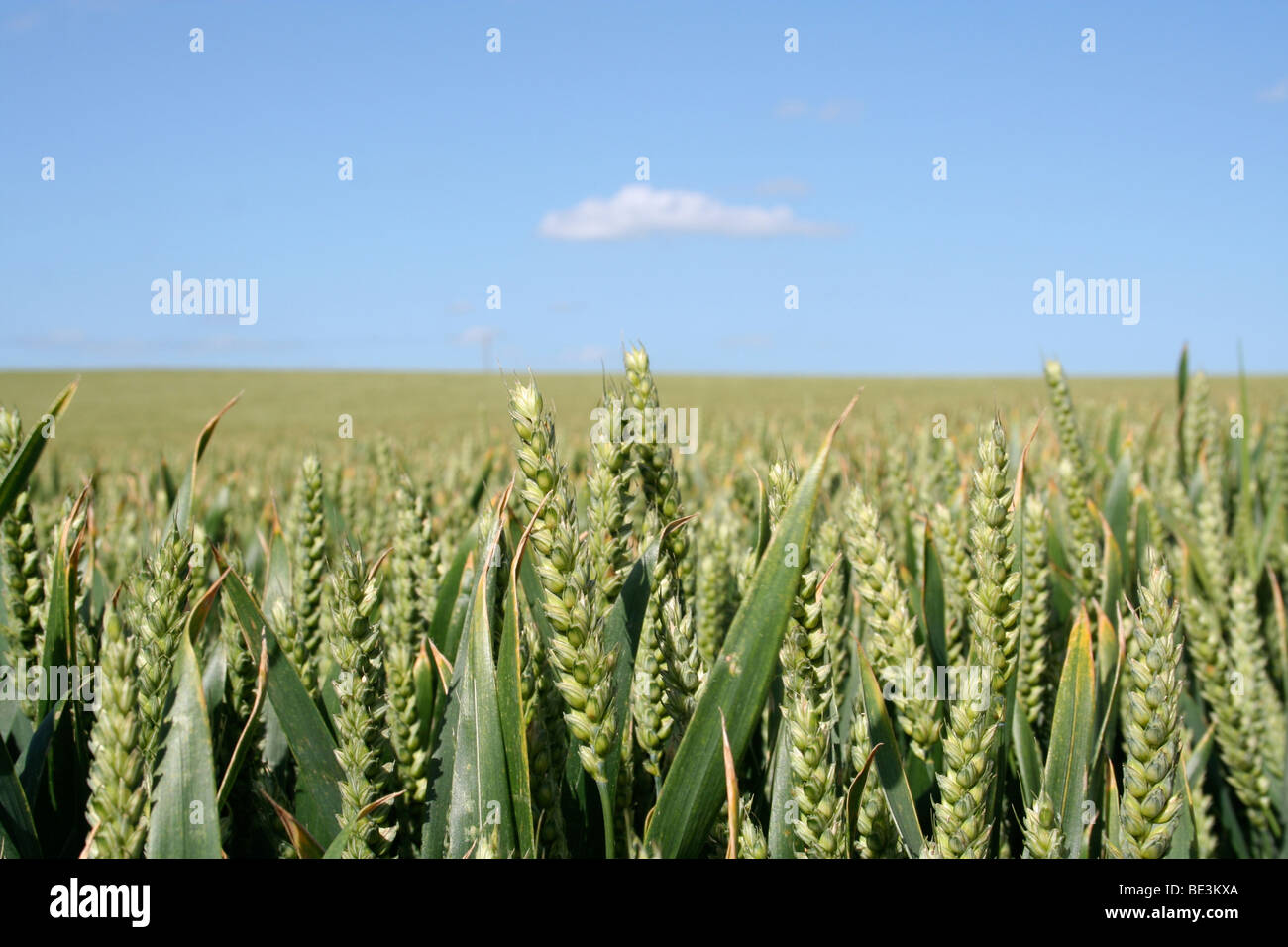 Norfolk field wheat sky hi-res stock photography and images - Alamy