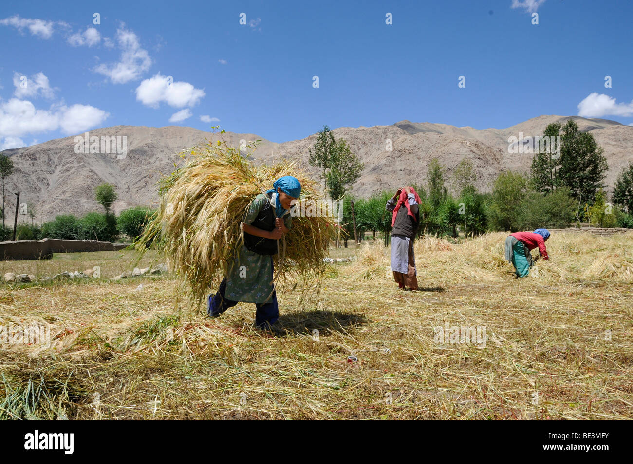 Woman carrying crop india hi-res stock photography and images - Alamy