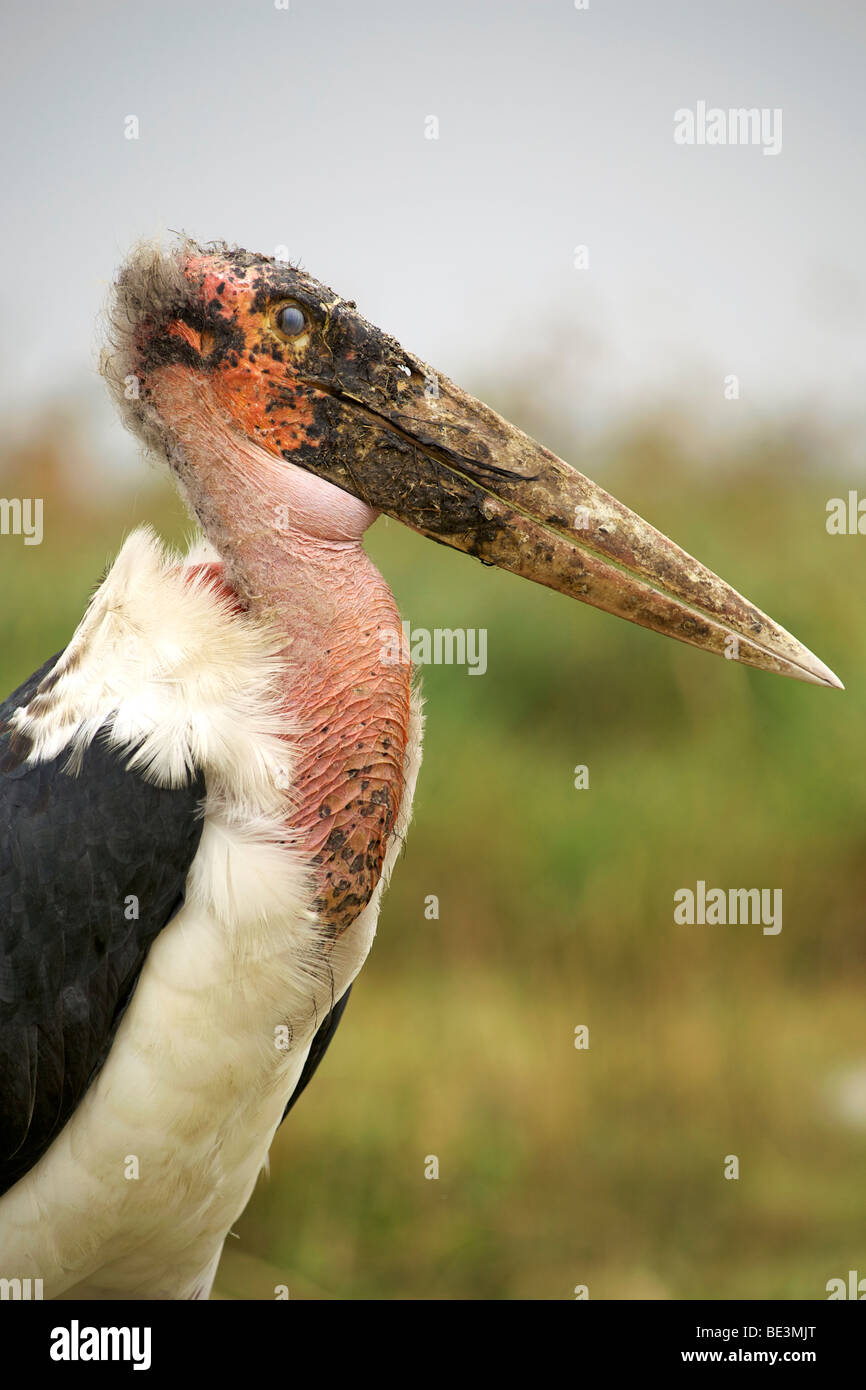 Marabou stork (leptoptilus crumeniferus) in Lake Edward in western ...