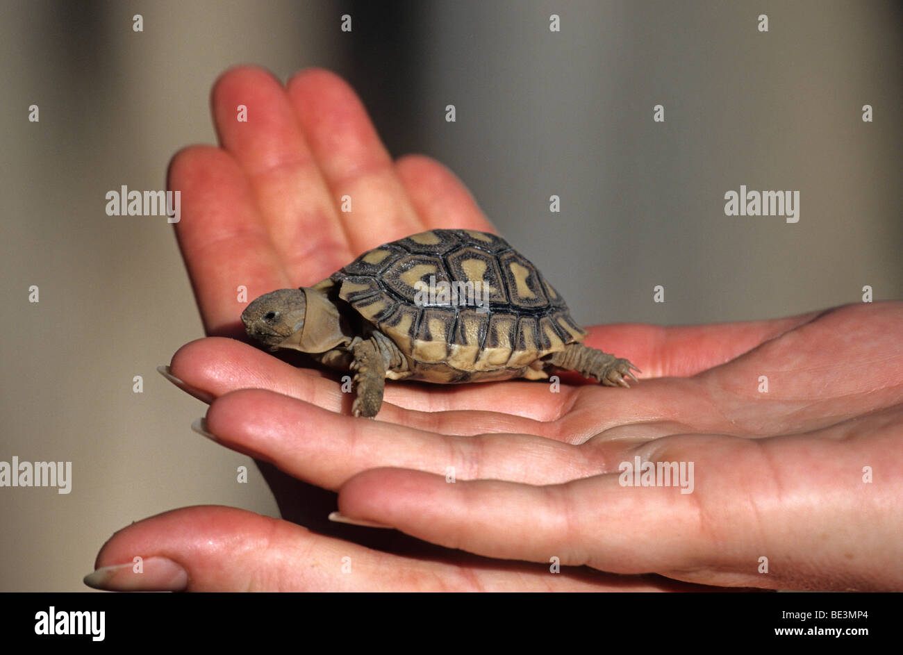 Baby turtle in a hand Stock Photo - Alamy