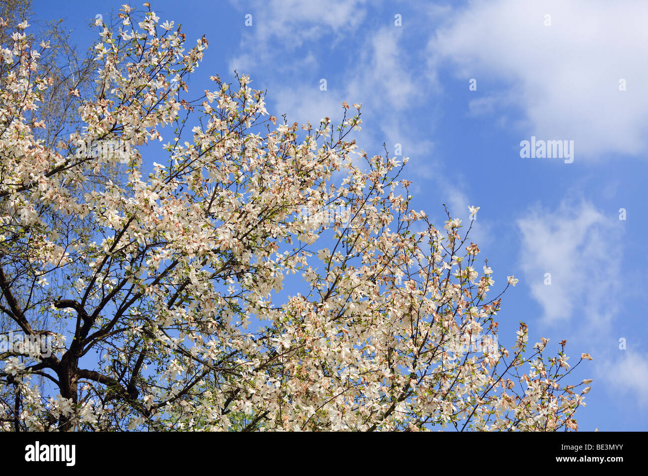 Part of blossom fading tree on blue sky background Stock Photo - Alamy