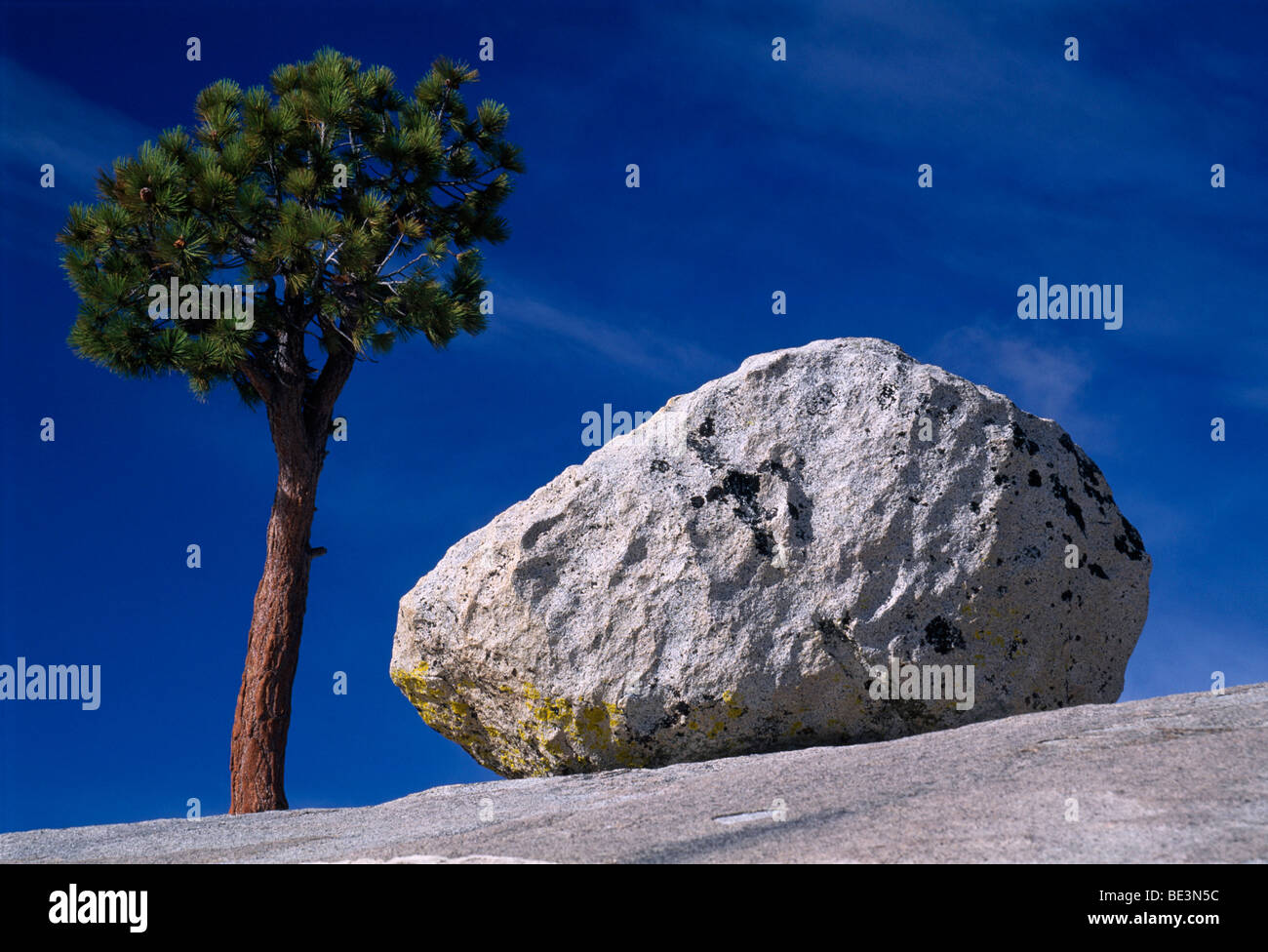 Pine with rock, Yosemite National Park, California, USA, North America ...