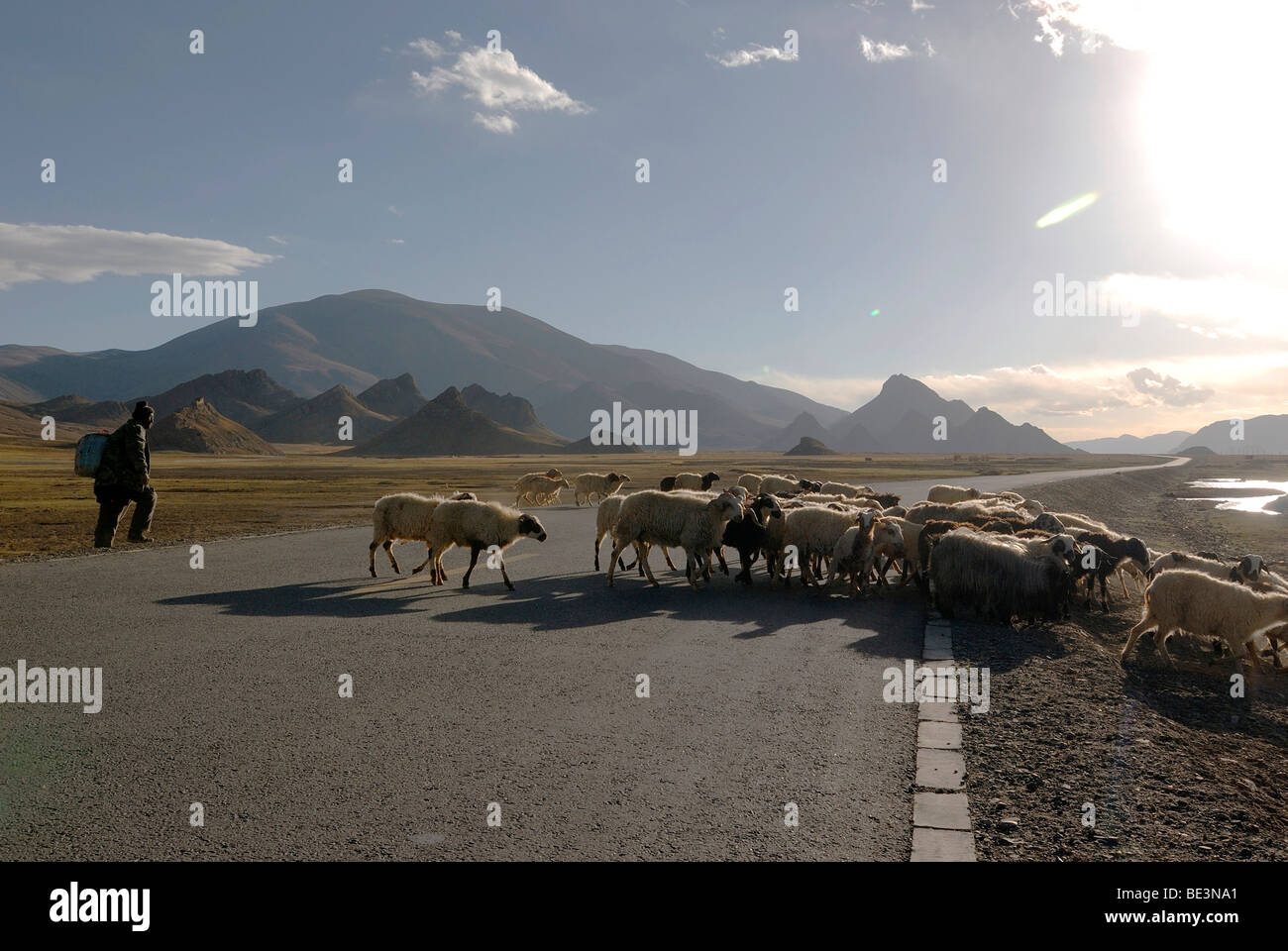Tibetan shepherd with flock of sheep crossing the Friendship Highway in ...
