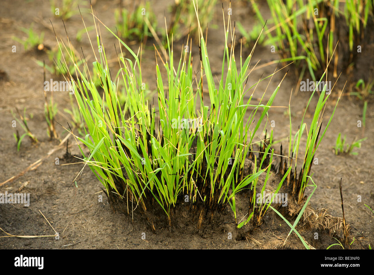 New grass shoots growing after a fire in Queen Elizabeth National Park ...
