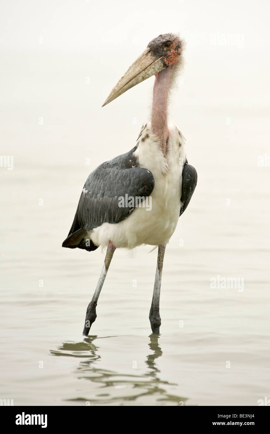 Marabou stork (leptoptilus crumeniferus) in Lake Edward in western ...