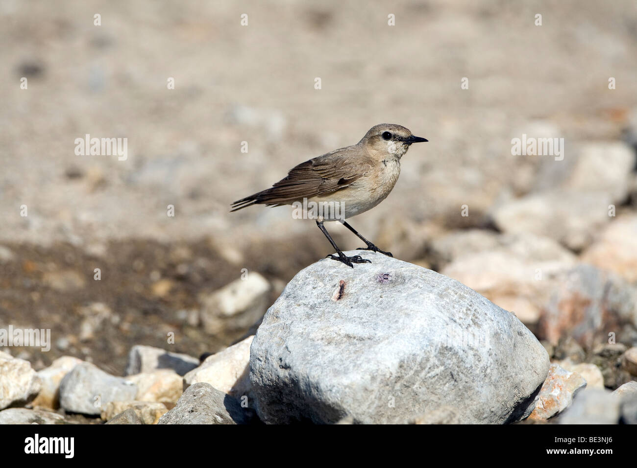 Isabelline Wheatear (Oenanthe isabellina) perching on rock Stock Photo ...