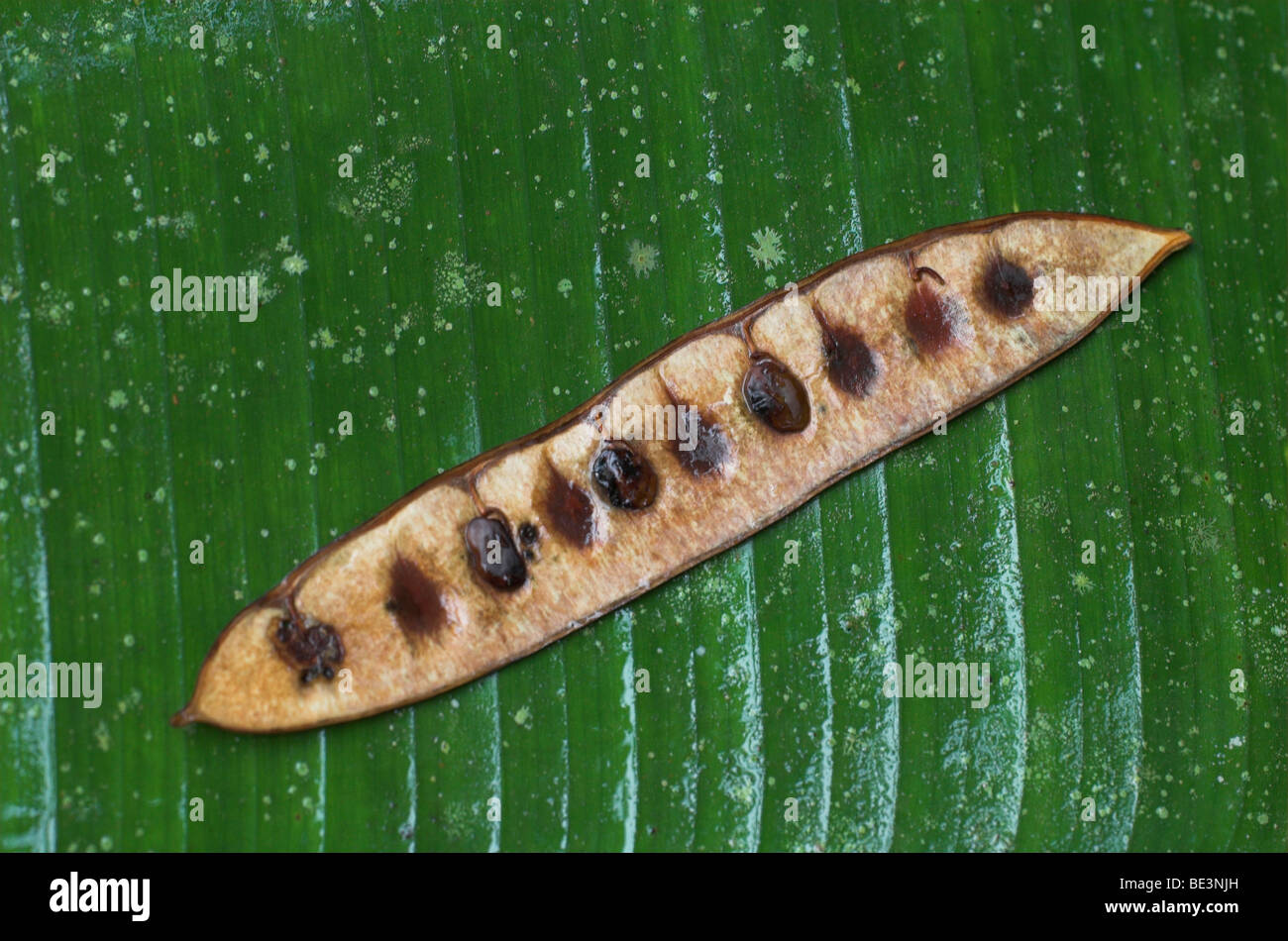 Seed Pod on leaf Manu Peru tropical jungle Stock Photo - Alamy