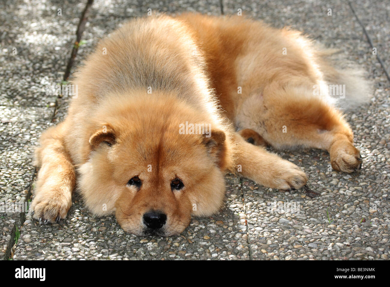 A male Chow Chow dog resting on stone slabs Stock Photo - Alamy