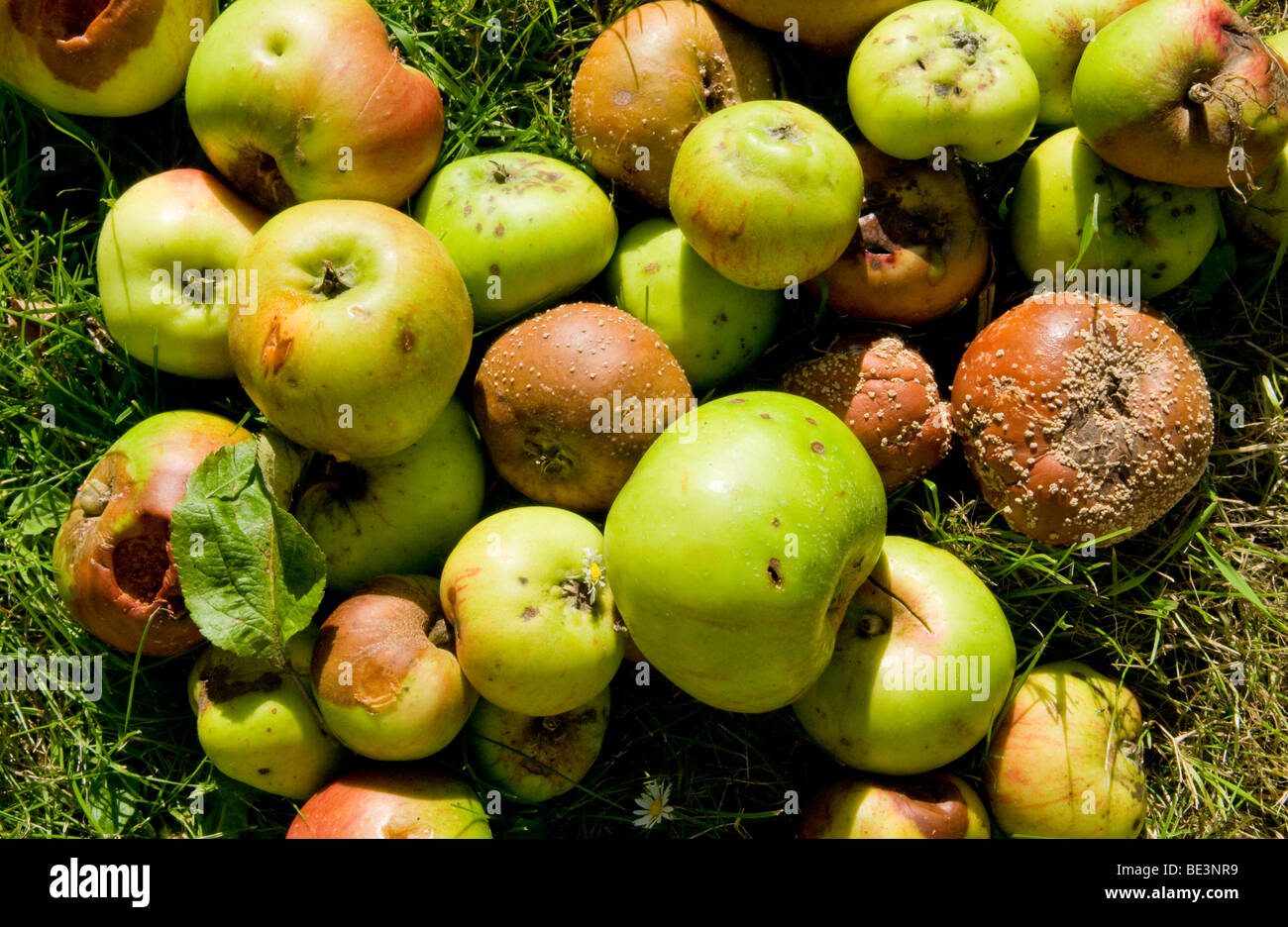 Apples in various states of decay Stock Photo - Alamy