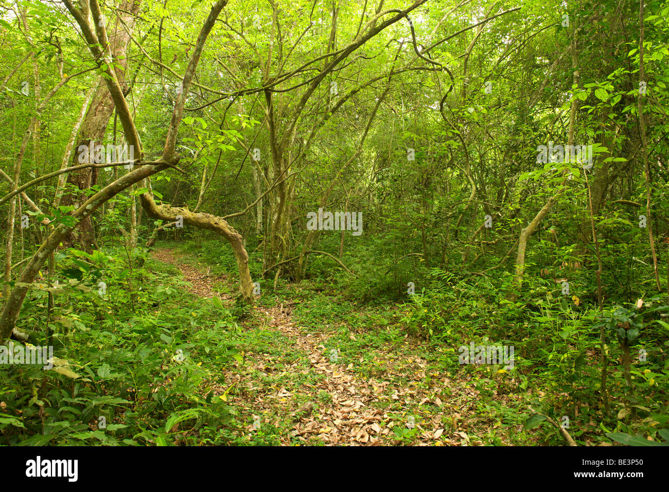 Walking path in the Kyambura River Gorge in Queen Elizabeth National ...