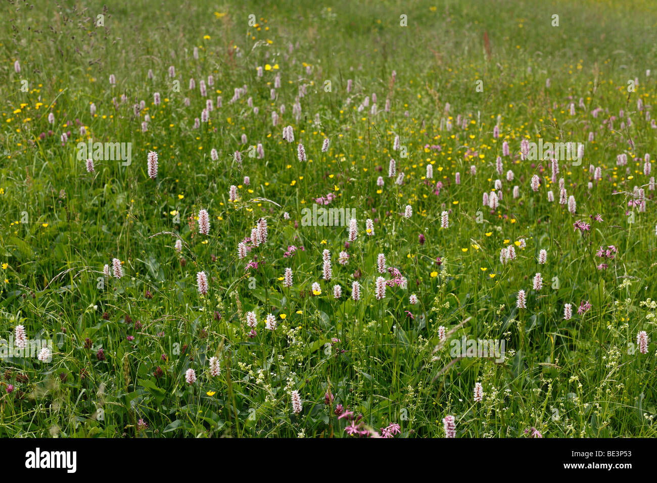 Flower meadow with Common Bistort (Polygonum bistorta Stock Photo - Alamy