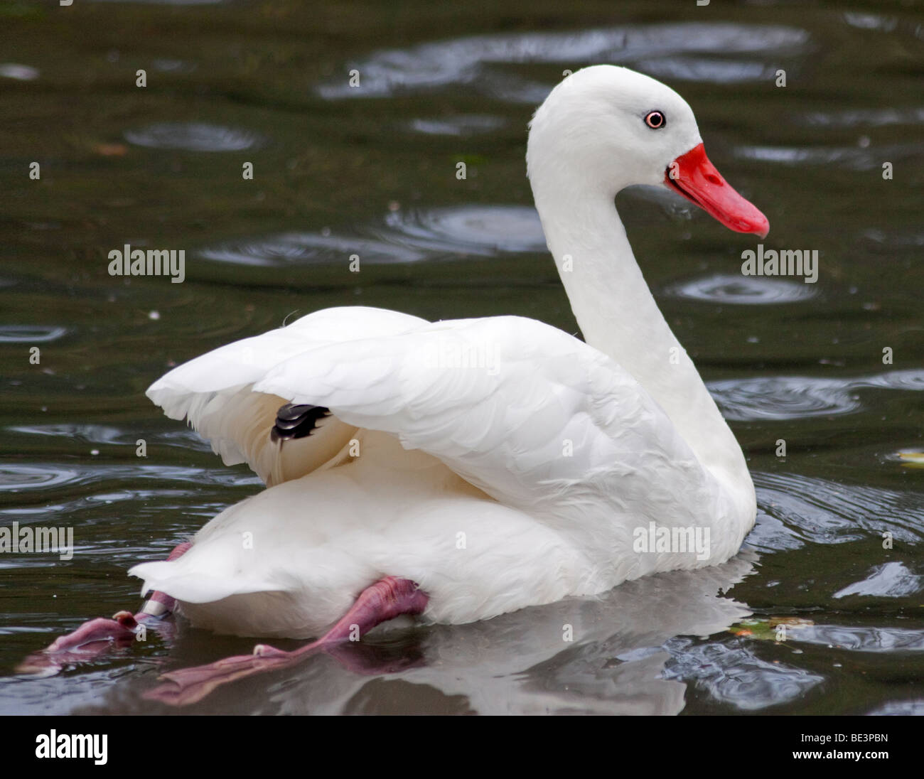 Coscoroba swan coscoroba coscoroba hi-res stock photography and images ...