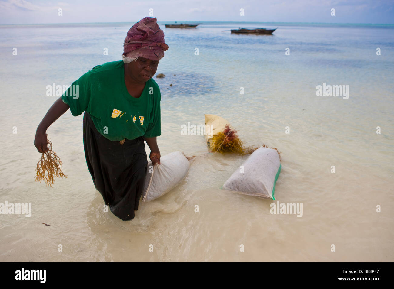 Bag of seaweed hi-res stock photography and images - Alamy