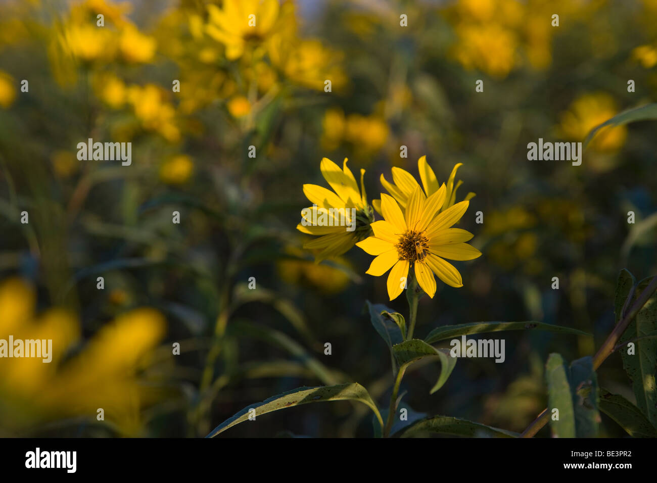 sunflowers in tallgrass prairie, Rolling Thunder Prairie State Preserve ...