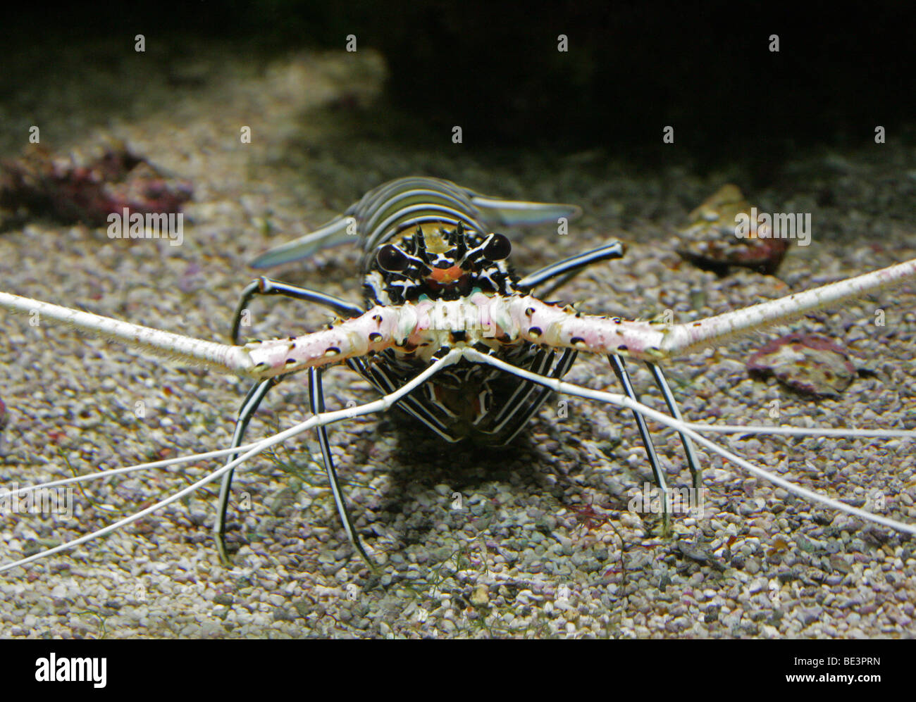 Blue Lobster, Panulirus versicolor, Palinuridae. Aka Painted Rock ...